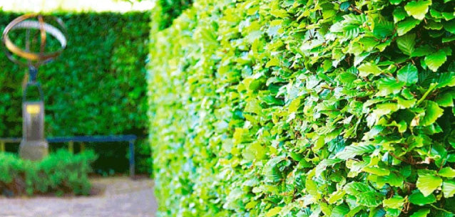 Buchenhecke online kaufen | Schnell geliefert - Gartencenter.de