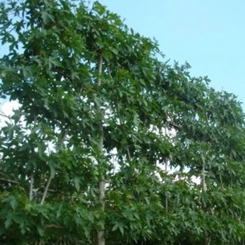 Spalierbäume online kaufen | Schnell geliefert - Gartencenter.de