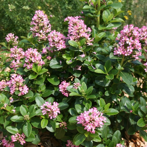 Andenstrauch kaufen | Escallonia 'Pink Elle' | Gartencenter.de