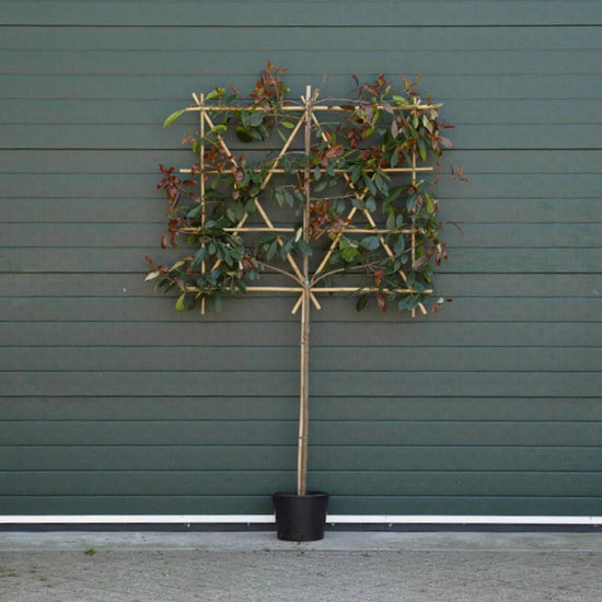 Glanzmispel als Spalierbaum kaufen | Photinia fraseri 'Red Robin ...