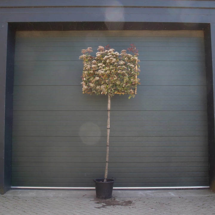 Spalierbäume online kaufen | Schnell geliefert - Gartencenter.de