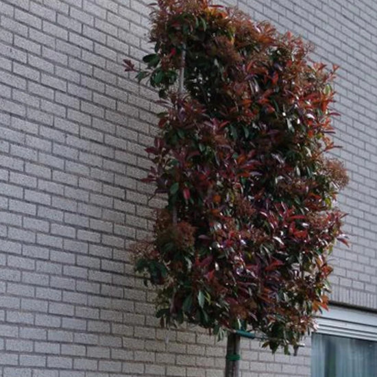 Glanzmispel als Spalierbaum kaufen | Photinia fraseri 'Red Robin ...