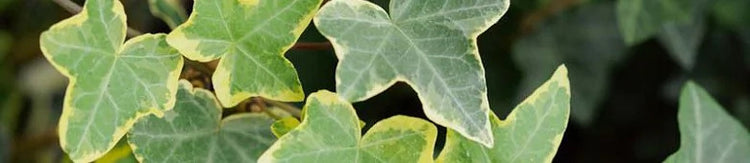 Efeu pflanzen – wie und wann?