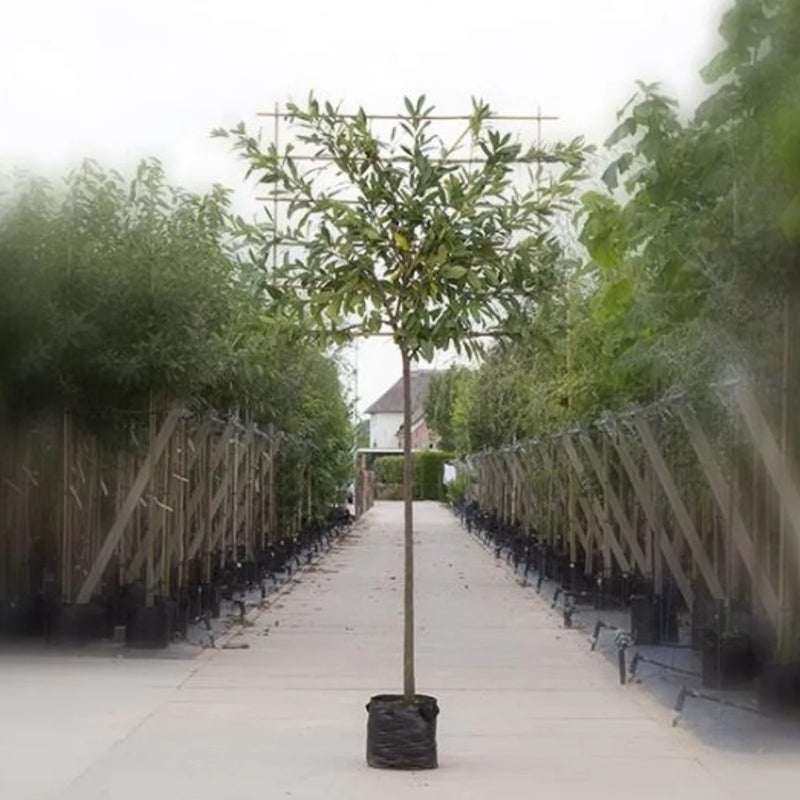 Spalierbäume online kaufen | Schnell geliefert - Gartencenter.de