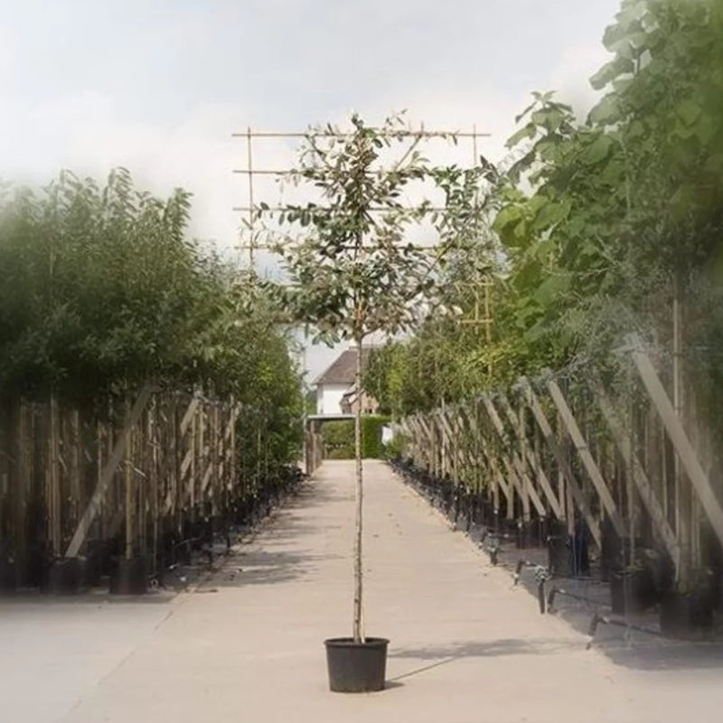 Spalierbäume online kaufen | Schnell geliefert - Gartencenter.de