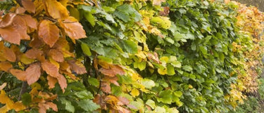 Hainbuche oder Rotbuche: Die 6 wichtigsten Unterschiede - Gartencenter.de