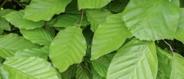 Hainbuche oder Rotbuche: Die 6 wichtigsten Unterschiede - Gartencenter.de