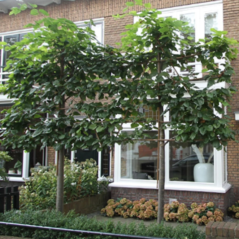 Spalierbäume online kaufen | Schnell geliefert - Gartencenter.de