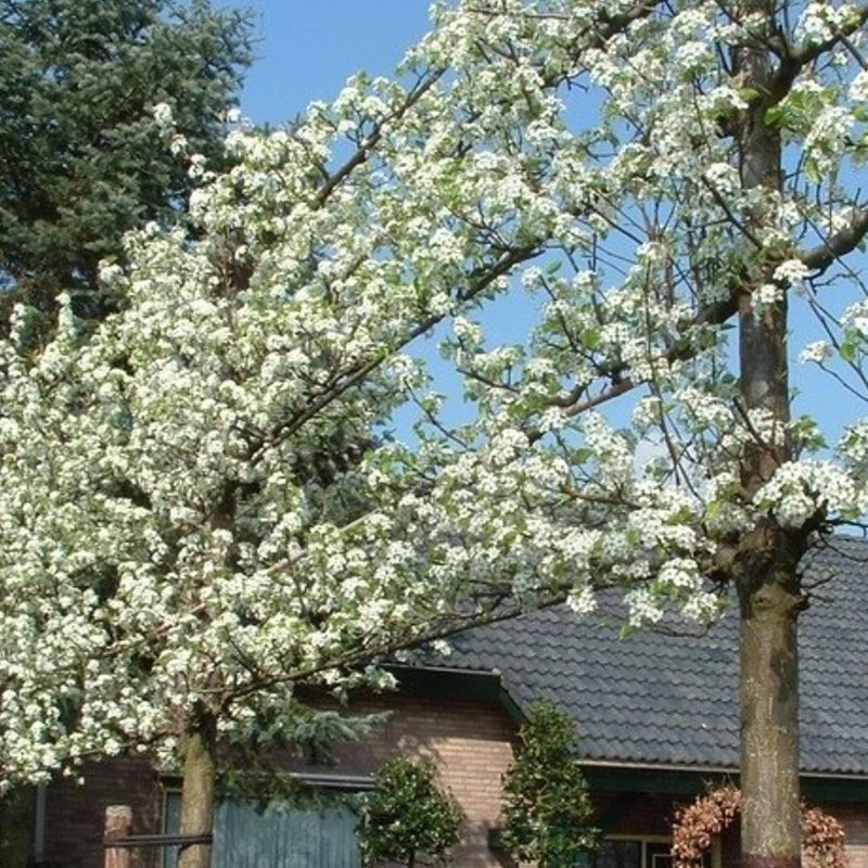 Spalierbäume online kaufen | Schnell geliefert - Gartencenter.de