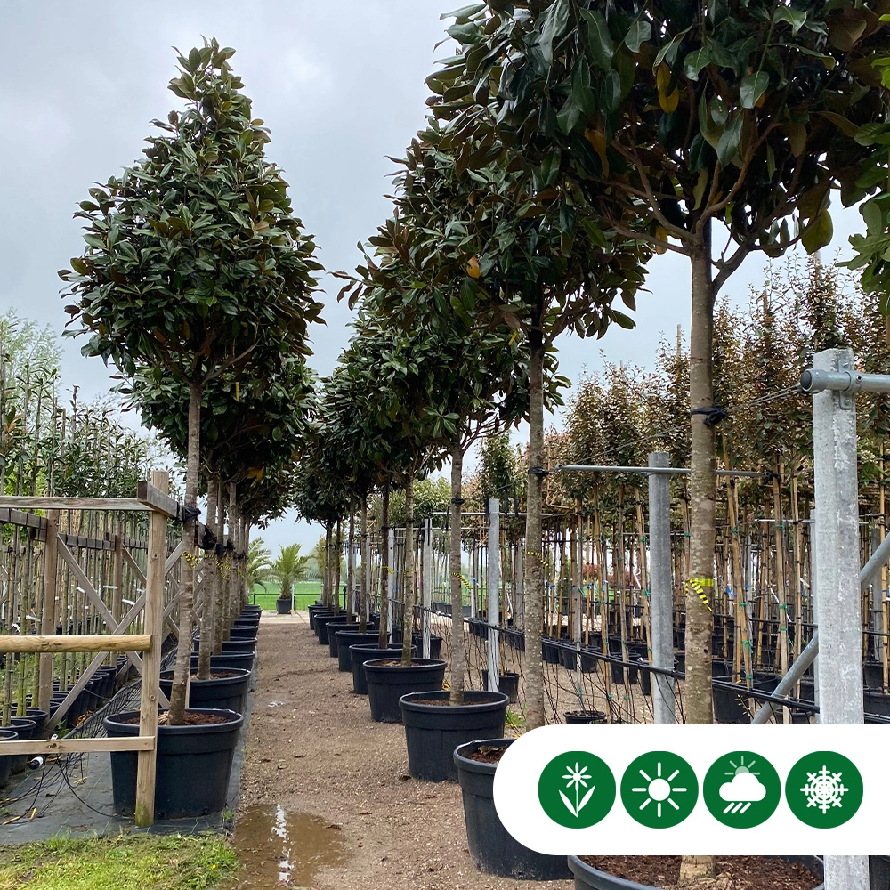 Magnolie grandiflora kaufen | Magnolia grandiflora | Gartencenter.de