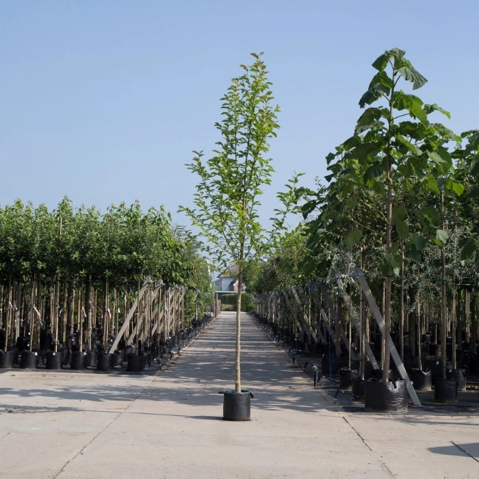 Magnolie kobus kaufen | Magnolia kobus | Gartencenter.de
