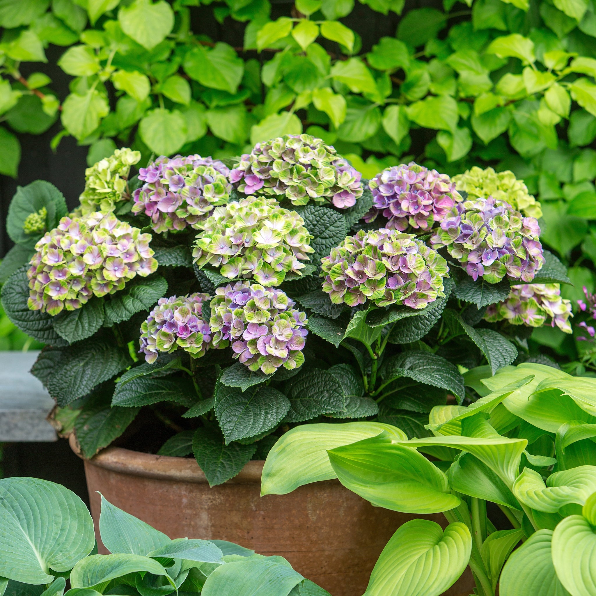Bauernhortensie 'Magical Amethyst' kaufen | Hydrangea macrophylla ...