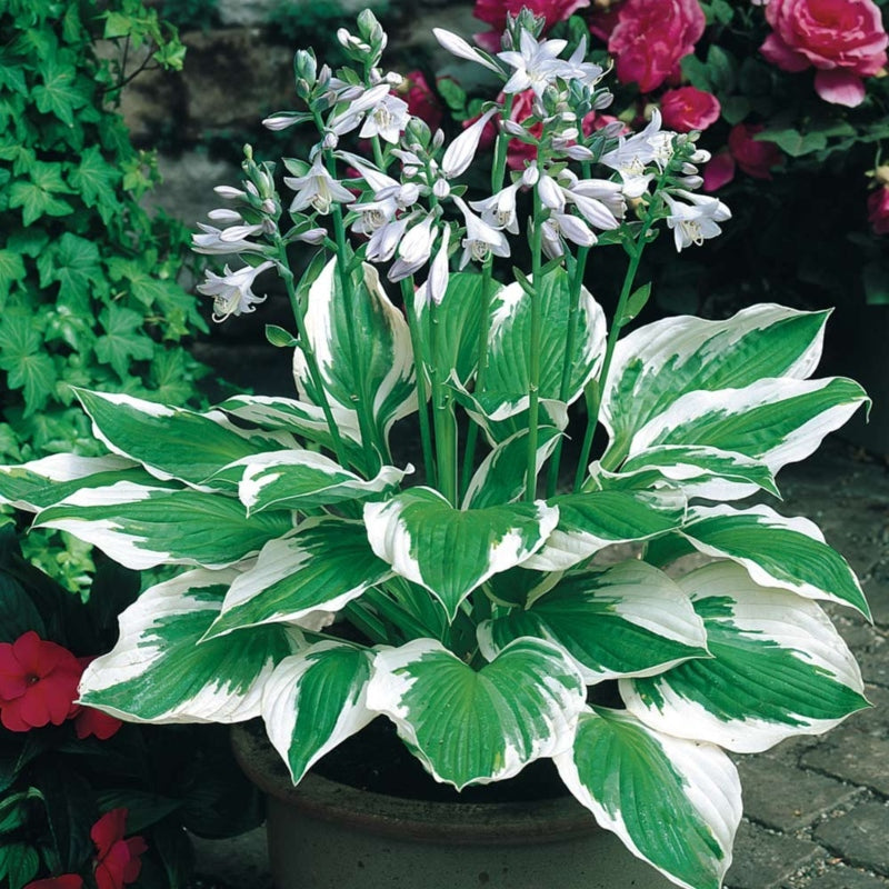 Funkie buntblätterig kaufen | Hosta 'Patriot' | Gartencenter.de