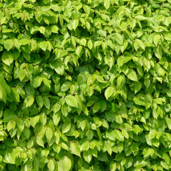 Hainbuche kaufen | Carpinus betulus | Gartencenter.de