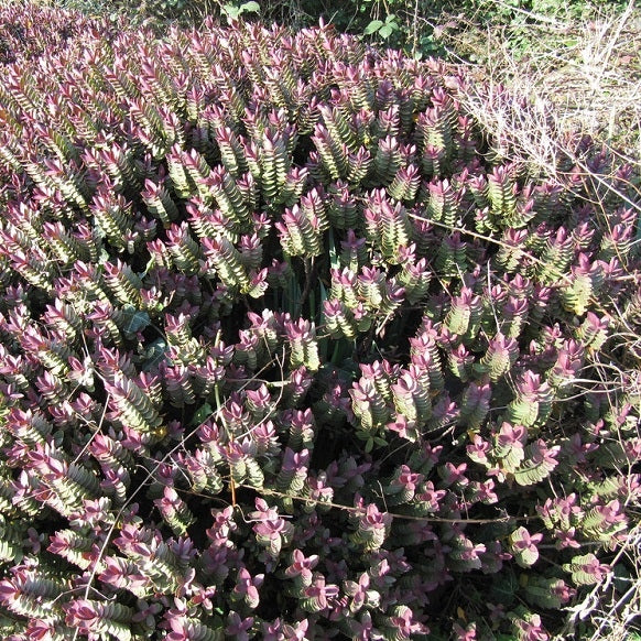 Hebe 'Red Edge' kaufen | Hebe 'Red Edge' | Gartencenter.de