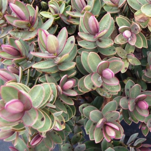 Hebe 'Red Edge' kaufen | Hebe 'Red Edge' | Gartencenter.de
