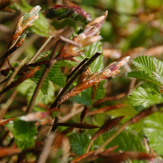 Rotbuchenhecke kaufen | Fagus sylvatica | Gartencenter.de