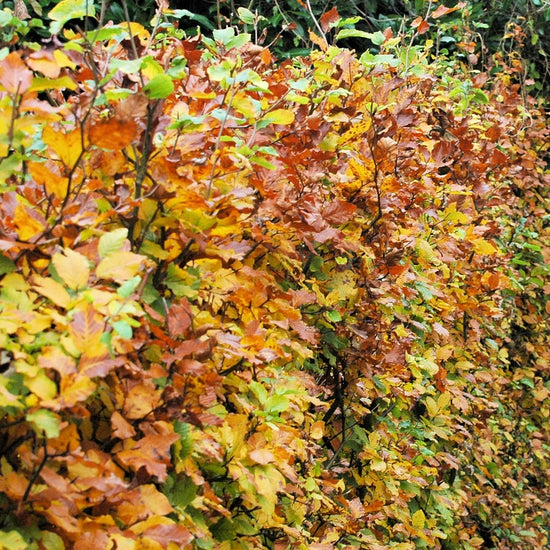 Rotbuchenhecke kaufen | Fagus sylvatica | Gartencenter.de